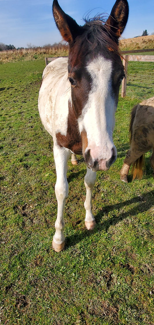 Products – Greenfield Pets Inc.